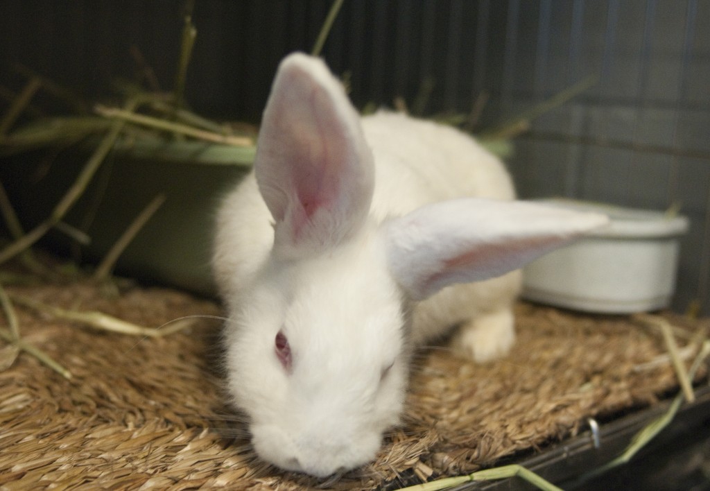 Alumna pursues passion of saving rabbits with Los Angeles Rabbit ...