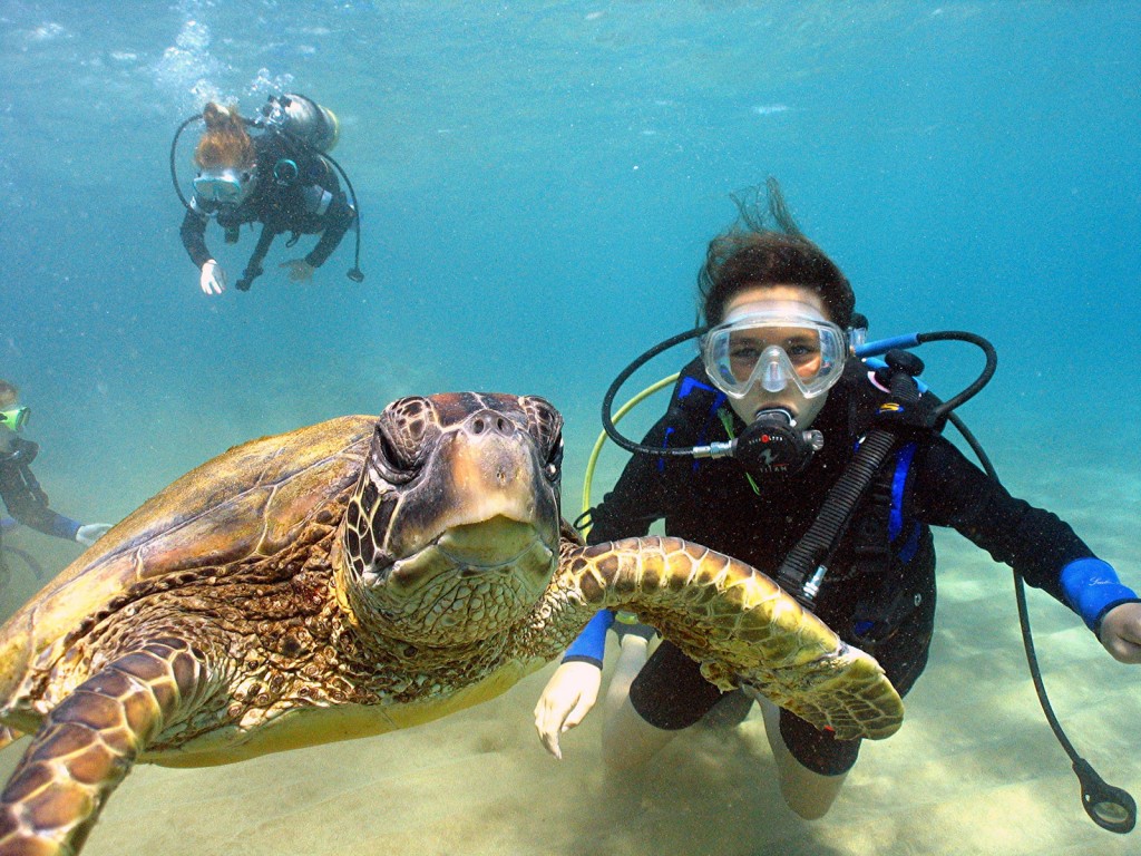New UCLA SCUBA Club reaches out to diving community on campus - Daily Bruin