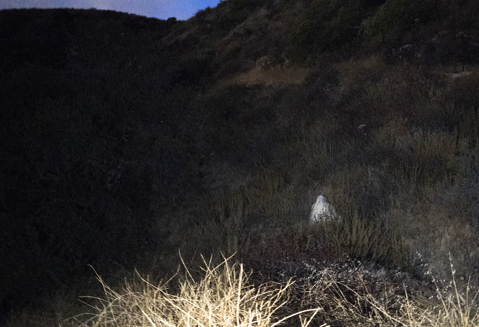 Spook City: Hike through ‘haunted’ forest proves more pleasant than ...