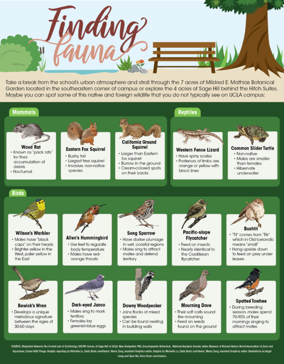 Graphic: Finding Fauna - Daily Bruin