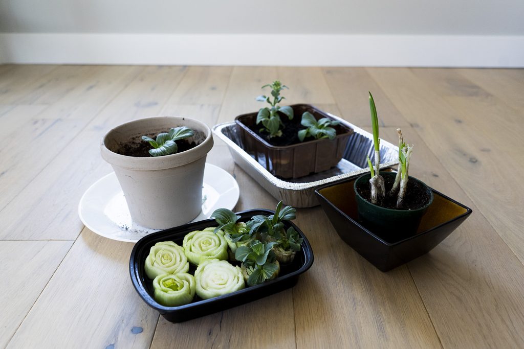 The Quad: Victory gardens can be a way to grow food, sense of purpose ...
