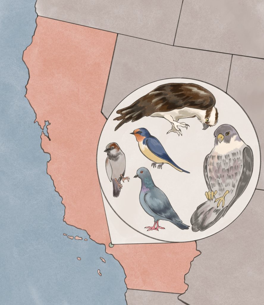 UCLA study identifies traits shared by birds in urban environments ...