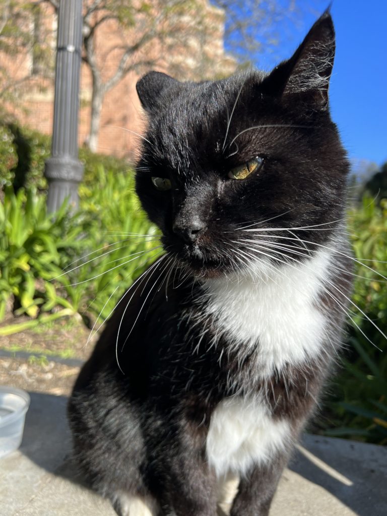 The fight to remember Powell Cat - Daily Bruin