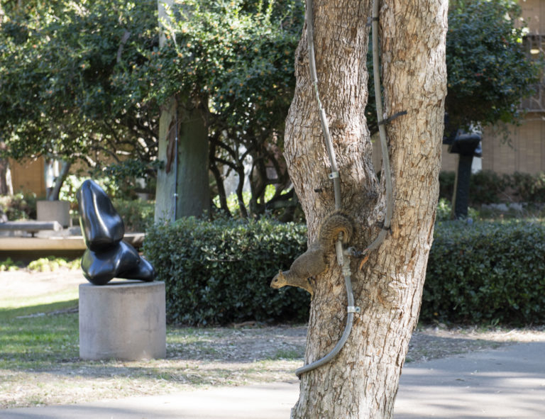 ‘A wild animal’: Squirrels on UCLA campus create memories, make ...
