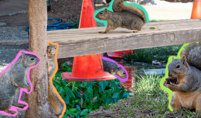 ‘A wild animal’: Squirrels on UCLA campus create memories, make ...