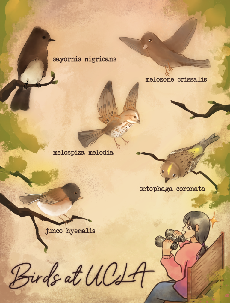 Illustrator Standalone: Birds at UCLA - Daily Bruin